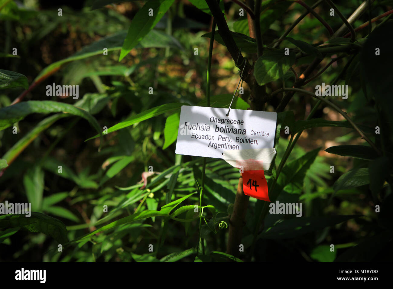Classification of trees hi-res stock photography and images - Alamy