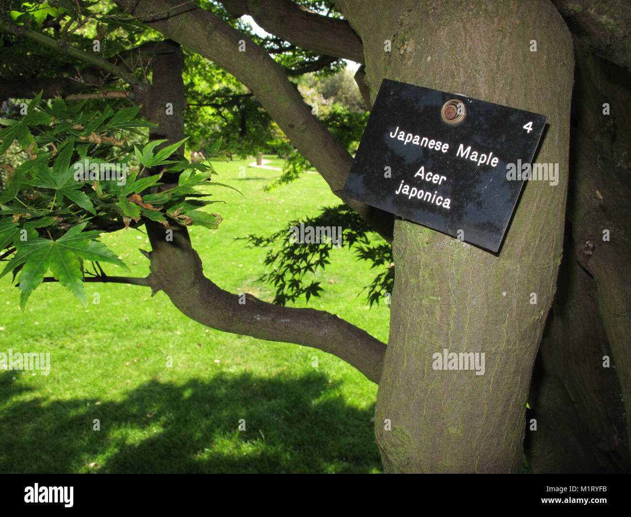 Acer Identification High Resolution Stock Photography and Images - Alamy