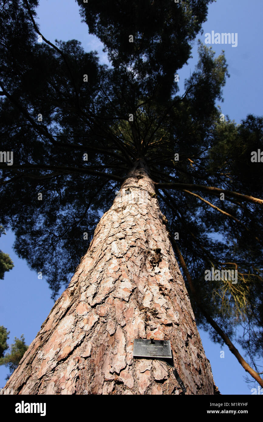 Taxonomy of trees Stock Photo - Alamy