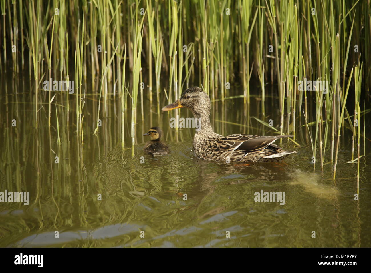 mother duck with young ones Stock Photo - Alamy