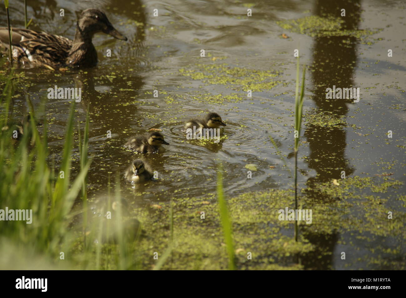 mother duck with young ones Stock Photo - Alamy