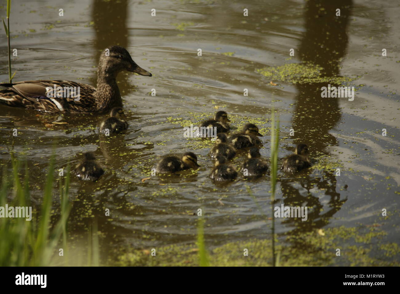 mother duck with young ones Stock Photo - Alamy
