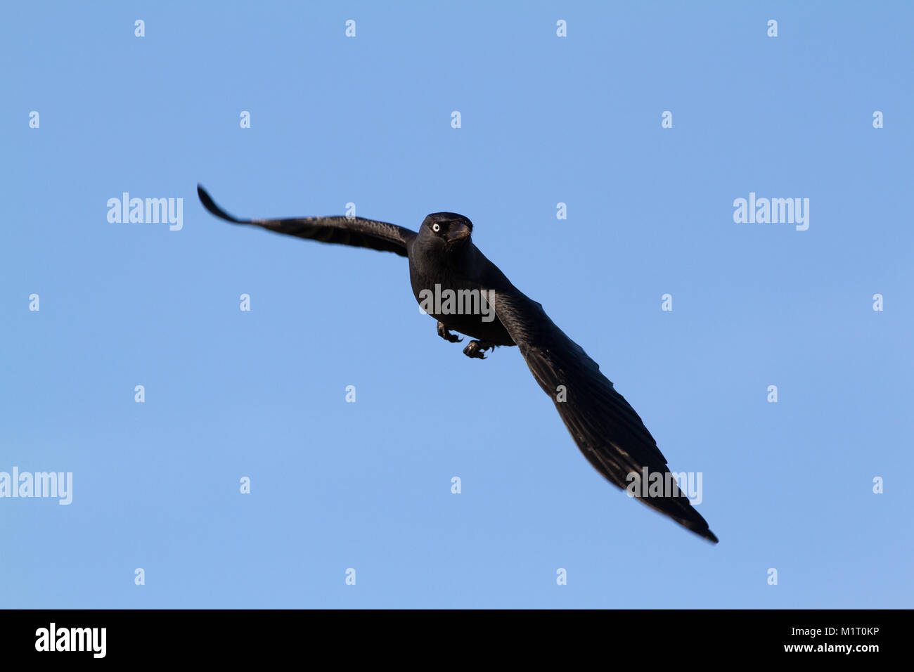 Jackdaw in flight uk hi-res stock photography and images - Alamy