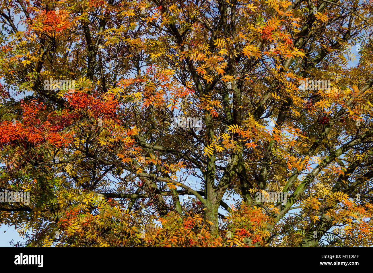 Big and small fruits hi-res stock photography and images - Alamy