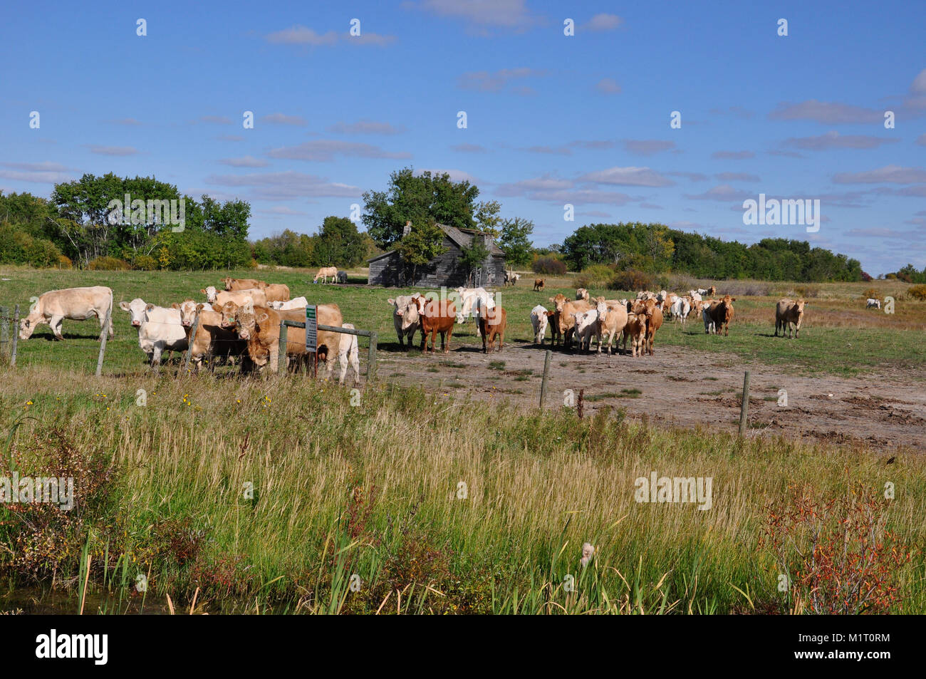 Penned cattle hi-res stock photography and images - Alamy