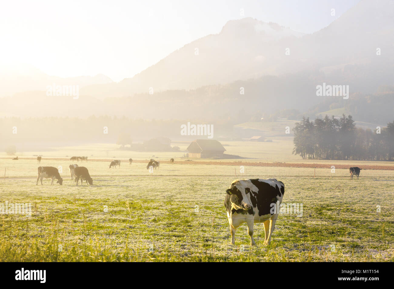 Idyllic scene of green pasture in front of majestic mountain peaks ...