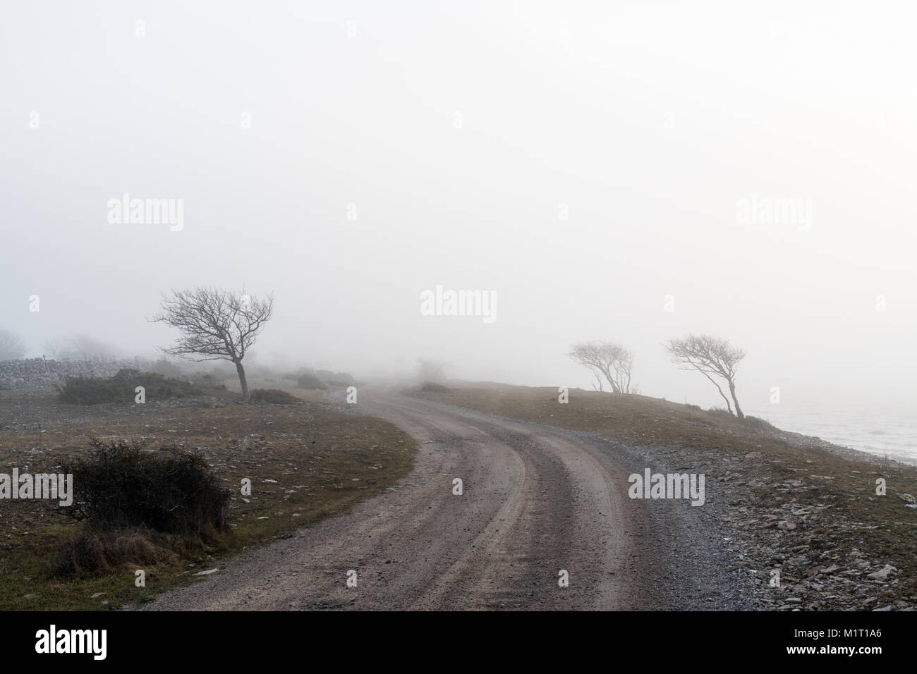 Winding spooky country road with windblown trees by roadside Stock ...