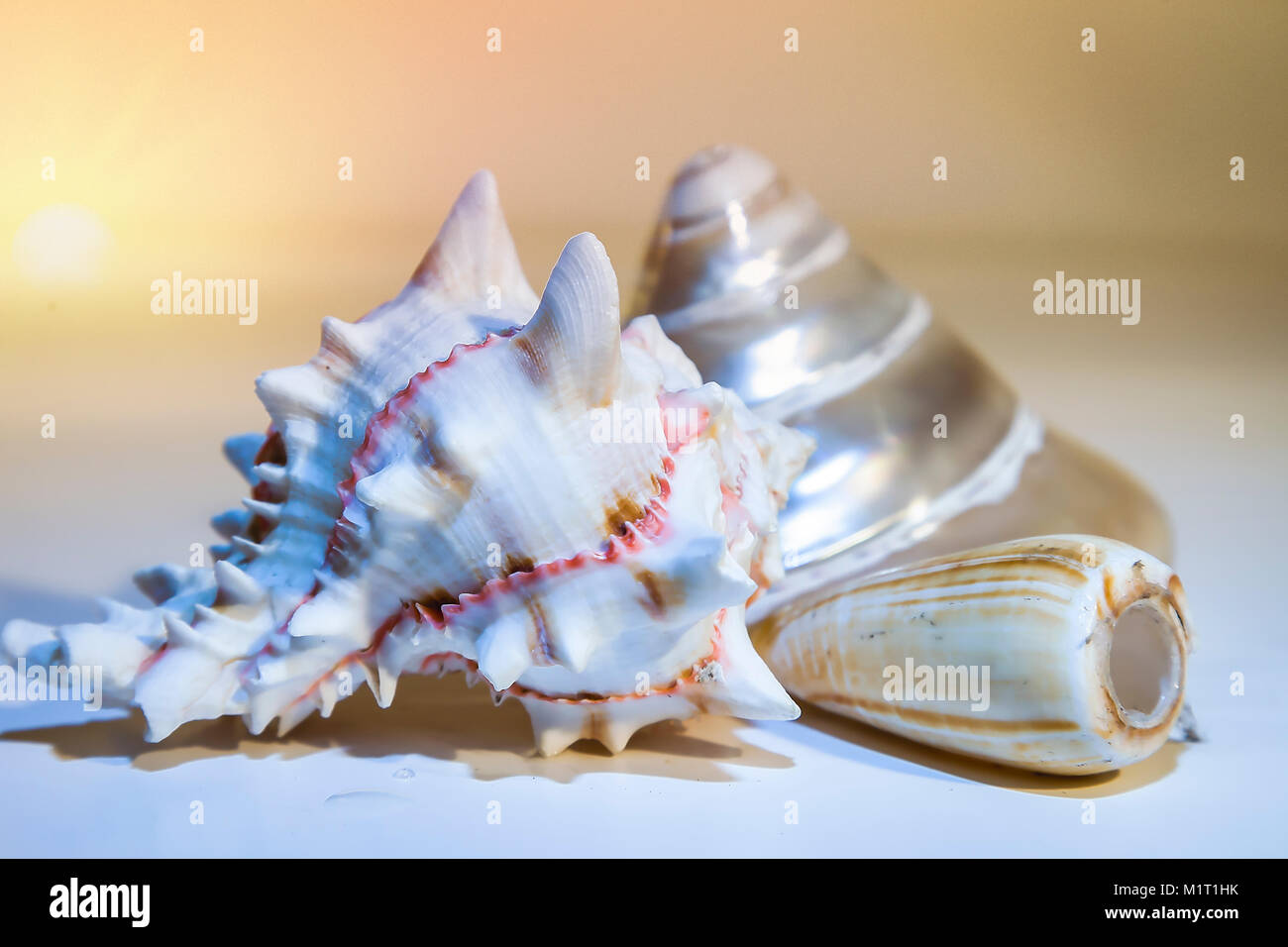 Shell collection display hi-res stock photography and images - Alamy
