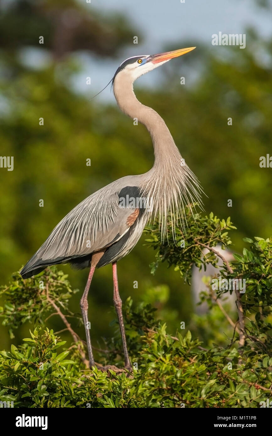 Bird photographers hi-res stock photography and images - Alamy