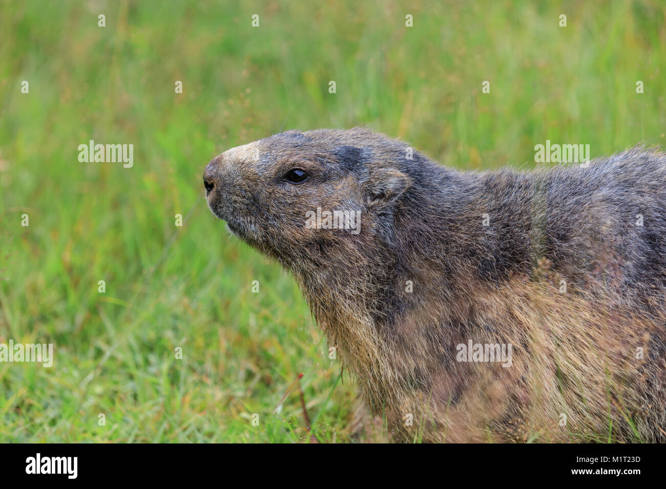 Alpine marmot (Marmota marmota) in grass. French Alps Stock Photo - Alamy