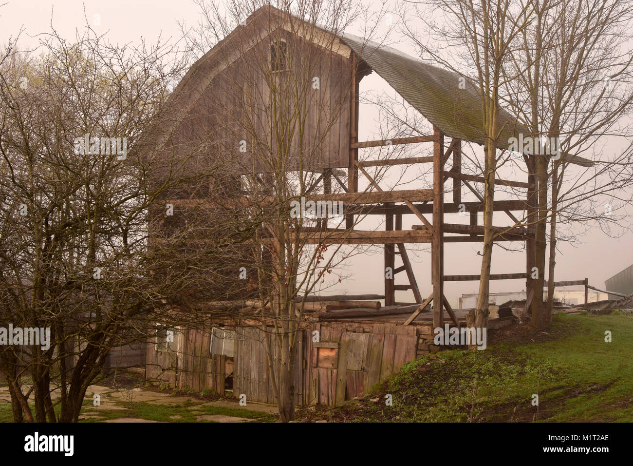 Collapsing barn surrounded by trees with no leaves with the background ...