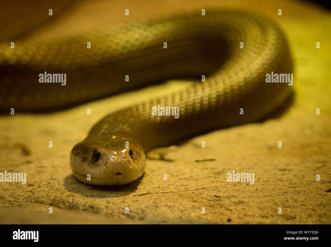 Taipan hi-res stock photography and images - Alamy