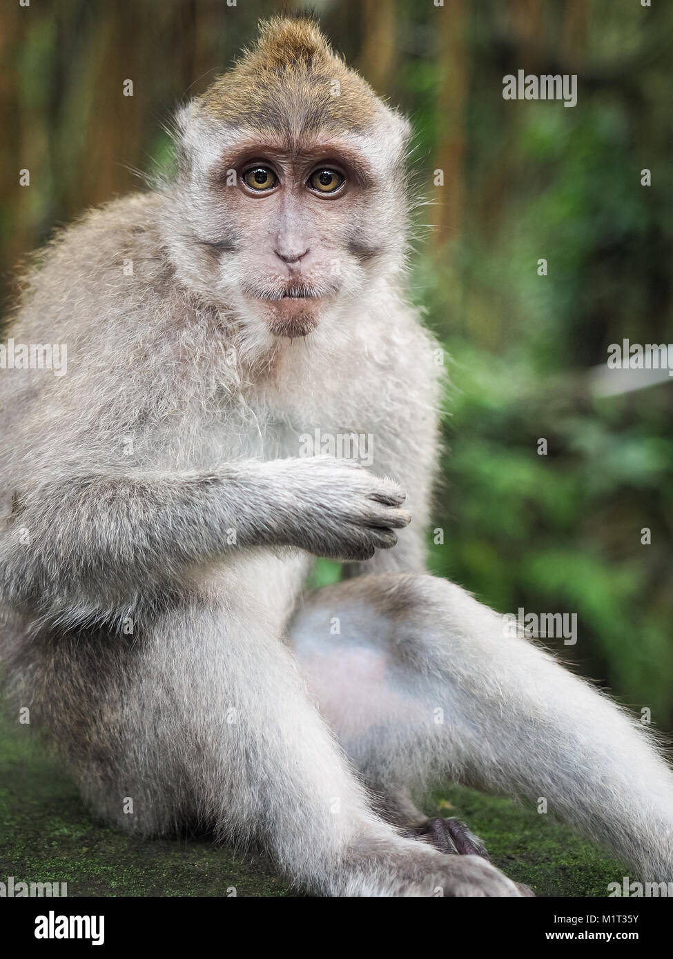 Monkey looking camera hi-res stock photography and images - Alamy