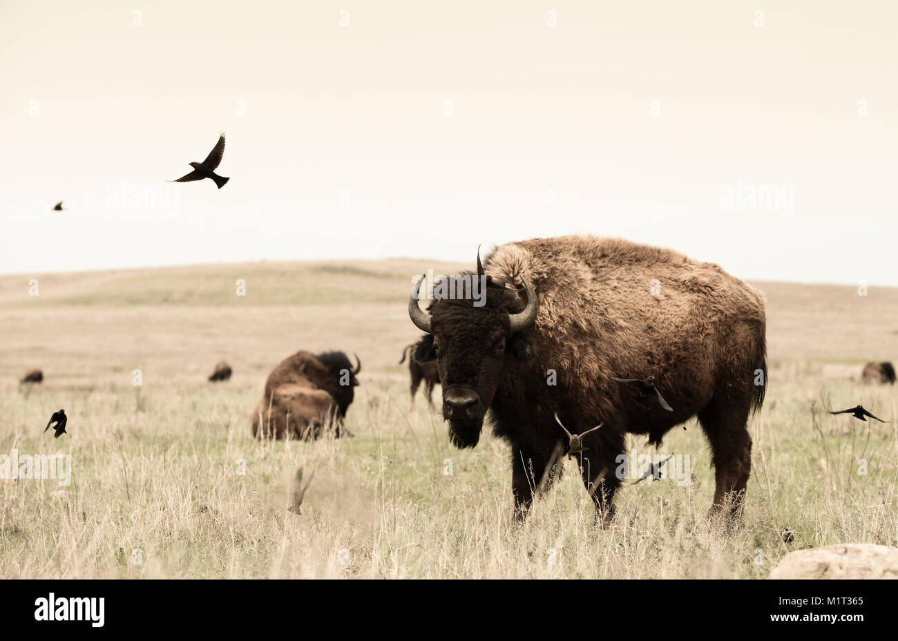 Oklahoma native wildlife hi-res stock photography and images - Alamy