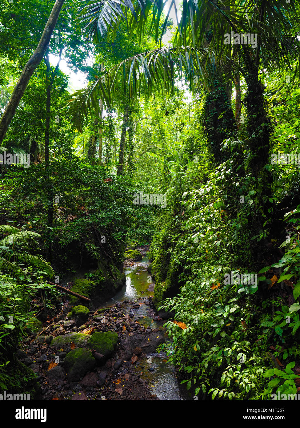 Rainforest. Tropical scenery Stock Photo - Alamy
