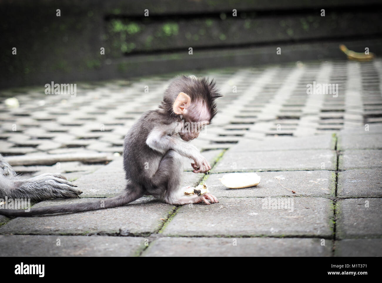Little baby-monkey in Monkey Forest of Ubud, Bali, Indonesia Stock ...