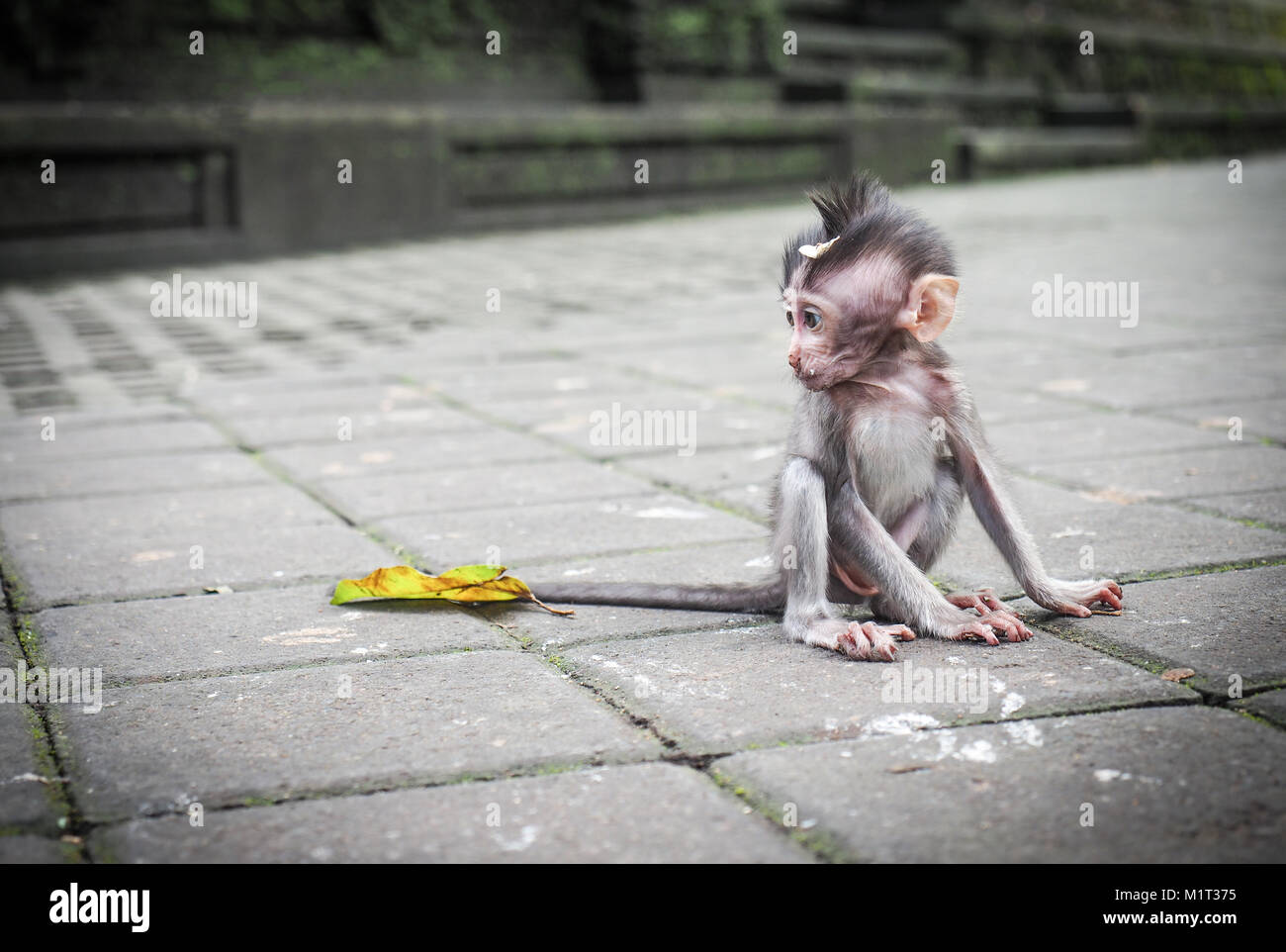 Little baby-monkey in Monkey Forest of Ubud, Bali, Indonesia Stock ...