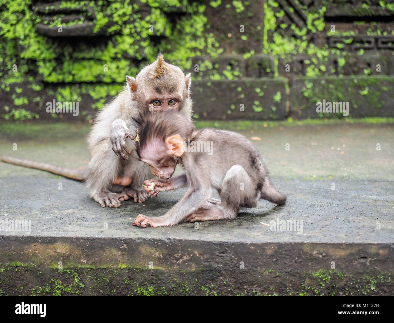 Two baby monkeys in Ubud Monkey Forest Sanctuary Stock Photo - Alamy