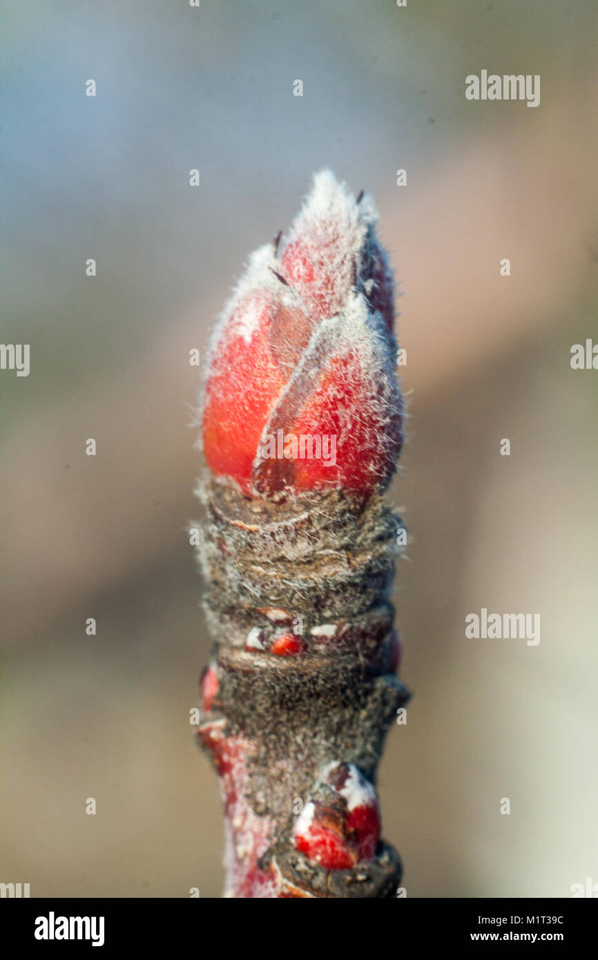 tree buds come alive and swollen tree Stock Photo - Alamy