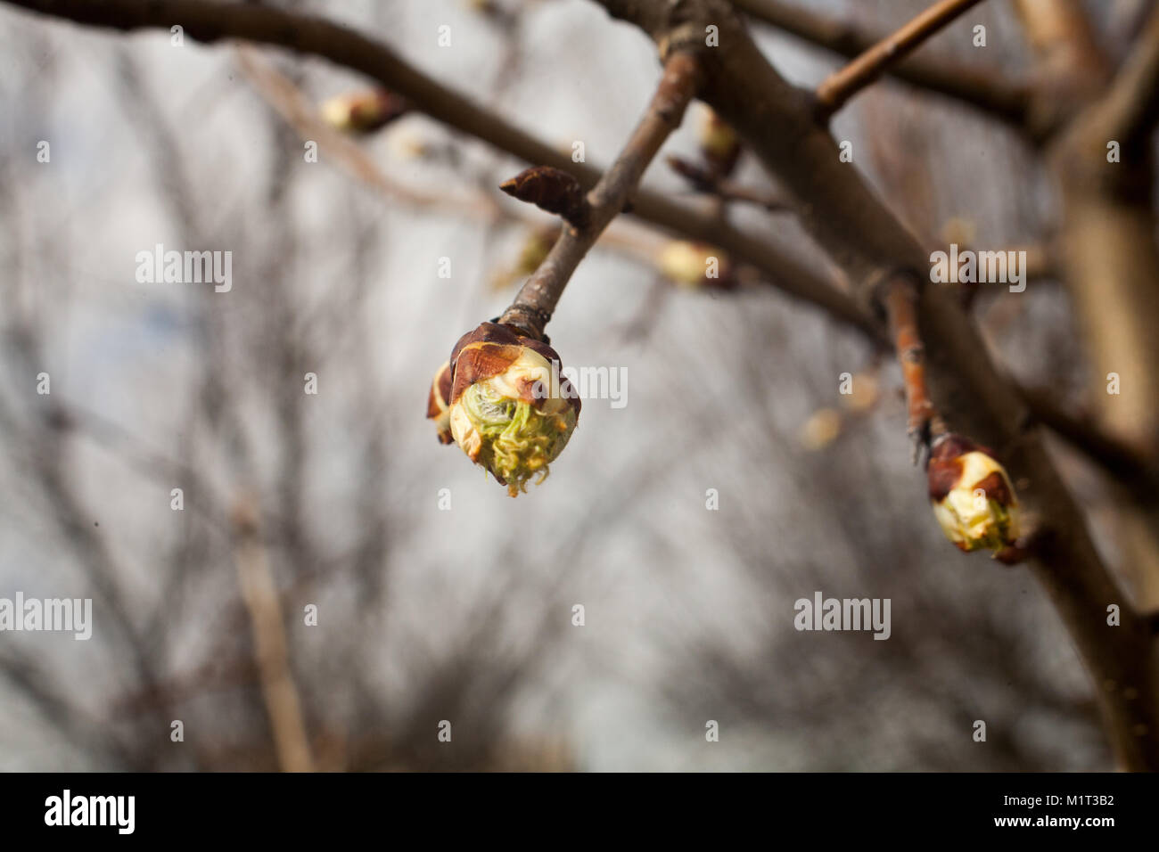 tree buds come alive and swollen tree Stock Photo - Alamy