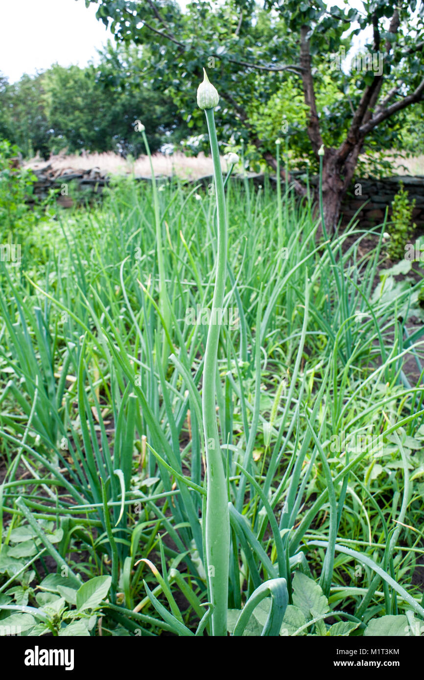 a large arrow of garlic on blurred green background Stock Photo - Alamy