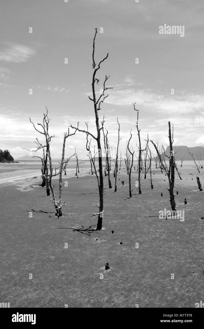 Dead trees coast Black and White Stock Photos & Images - Alamy