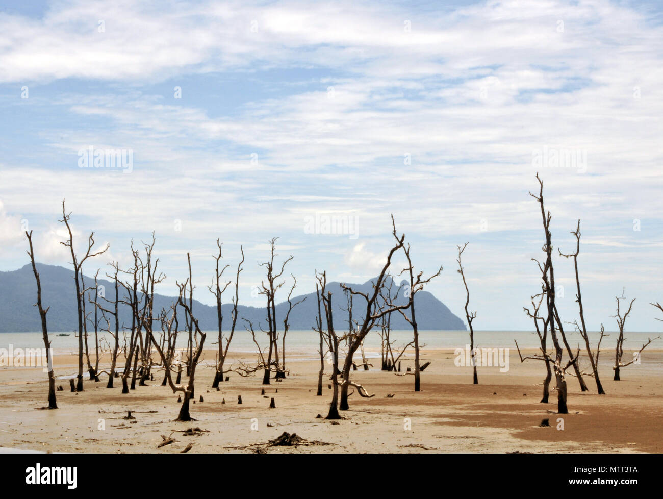 Dead Mangroves High Resolution Stock Photography and Images - Alamy