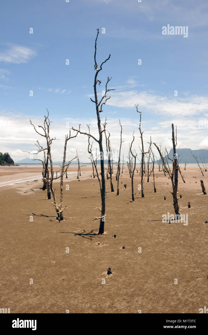 Dead mangroves hi-res stock photography and images - Alamy