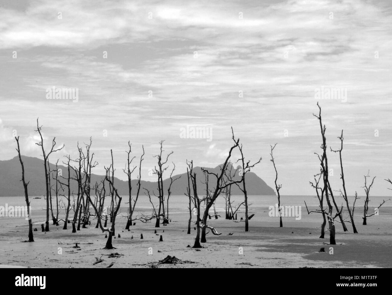 Dead trees coast Black and White Stock Photos & Images - Alamy