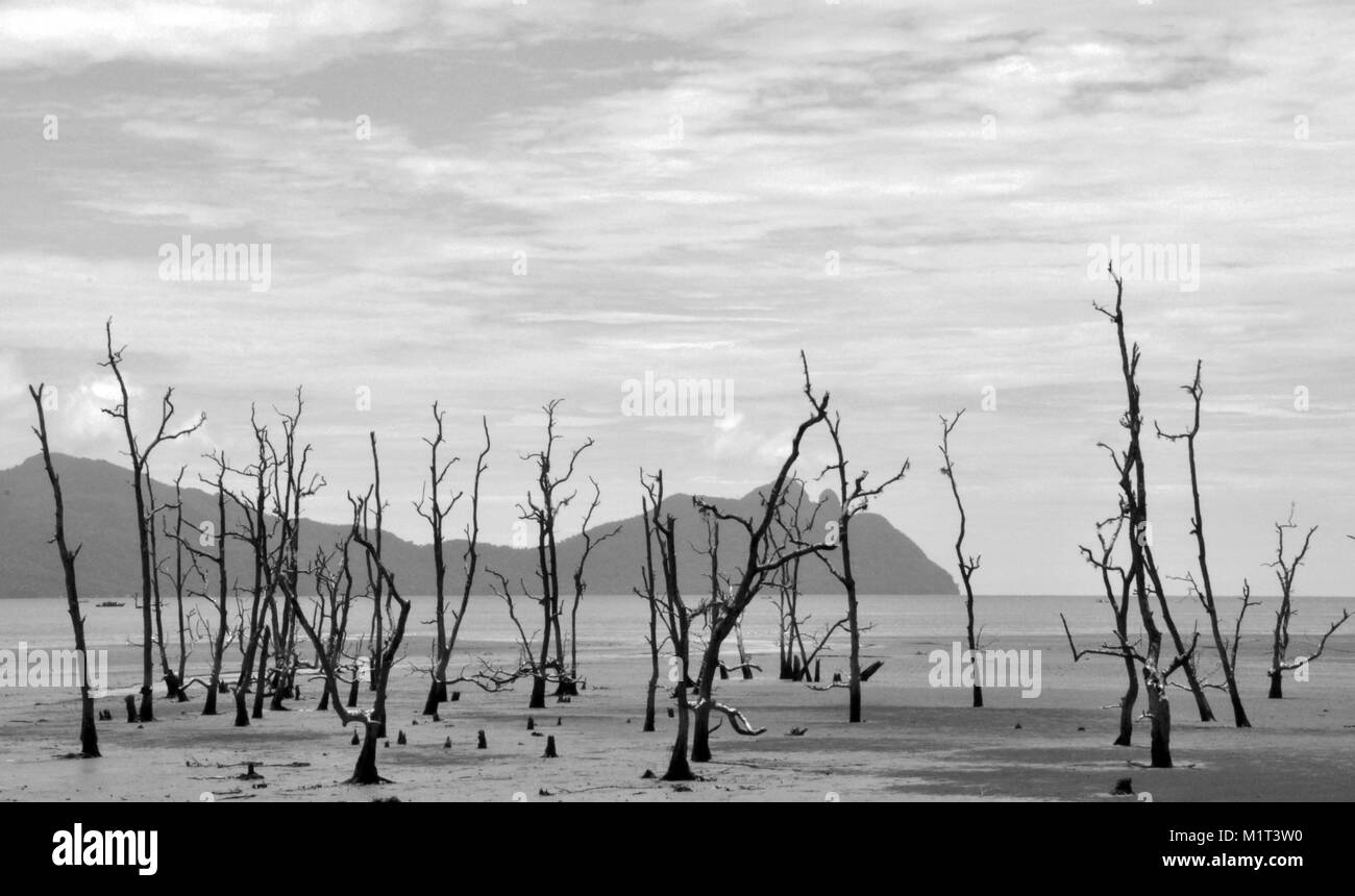 Dead trees coast Black and White Stock Photos & Images - Alamy