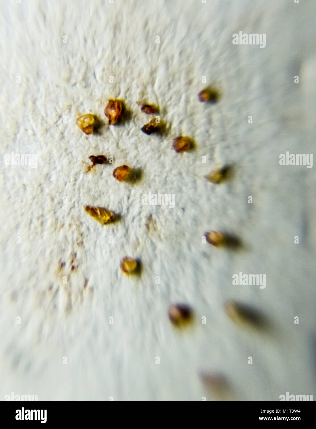 Parasites on a sheet of paper. Extruded from the skin parasites. Acari ...