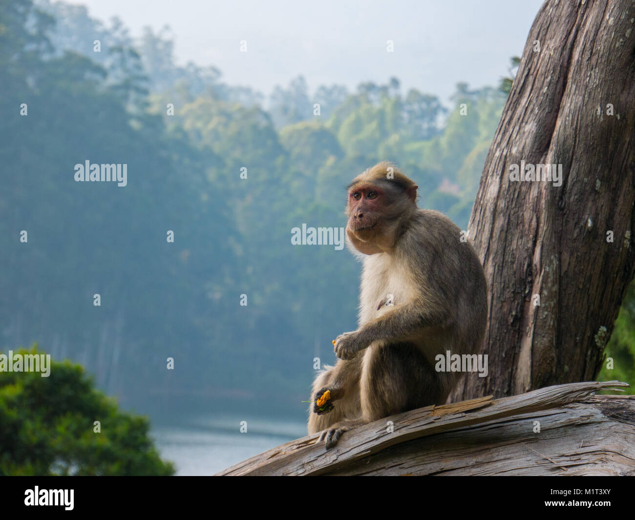Wild Monkeys near Munnar, Kerala, India Stock Photo - Alamy