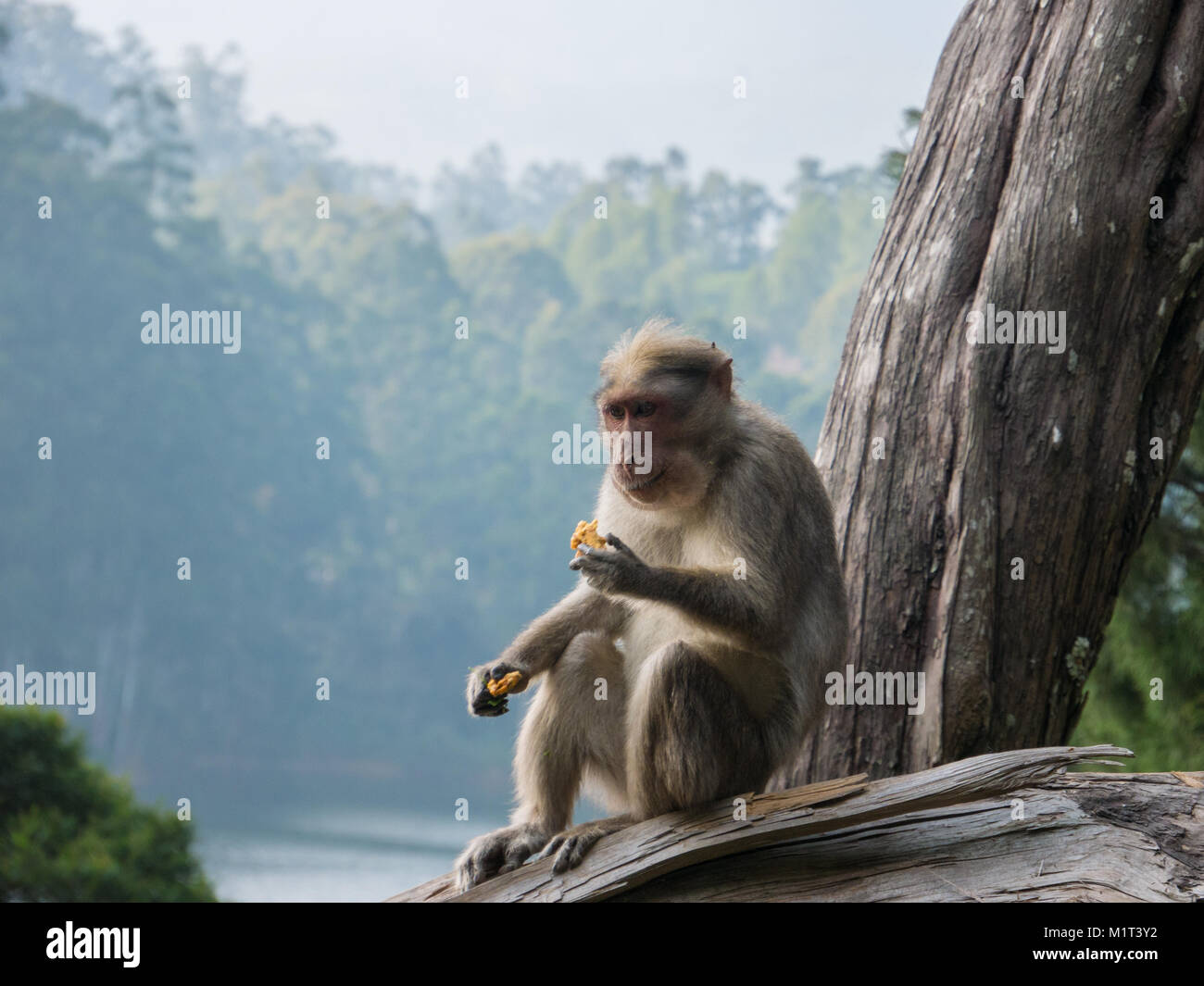 Wild Monkeys near Munnar, Kerala, India Stock Photo - Alamy