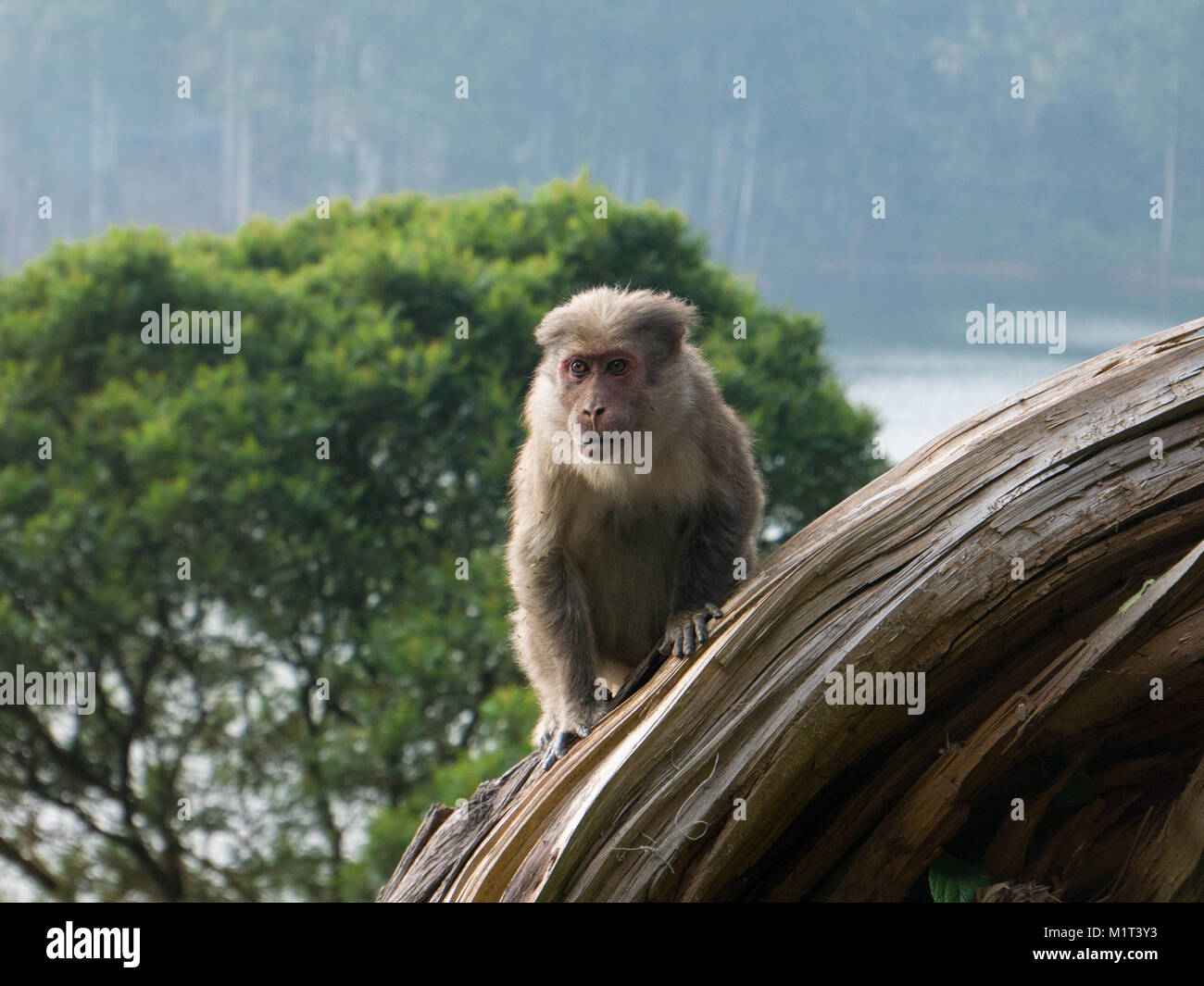 Kerala Animals Stock Photos & Kerala Animals Stock Images - Alamy