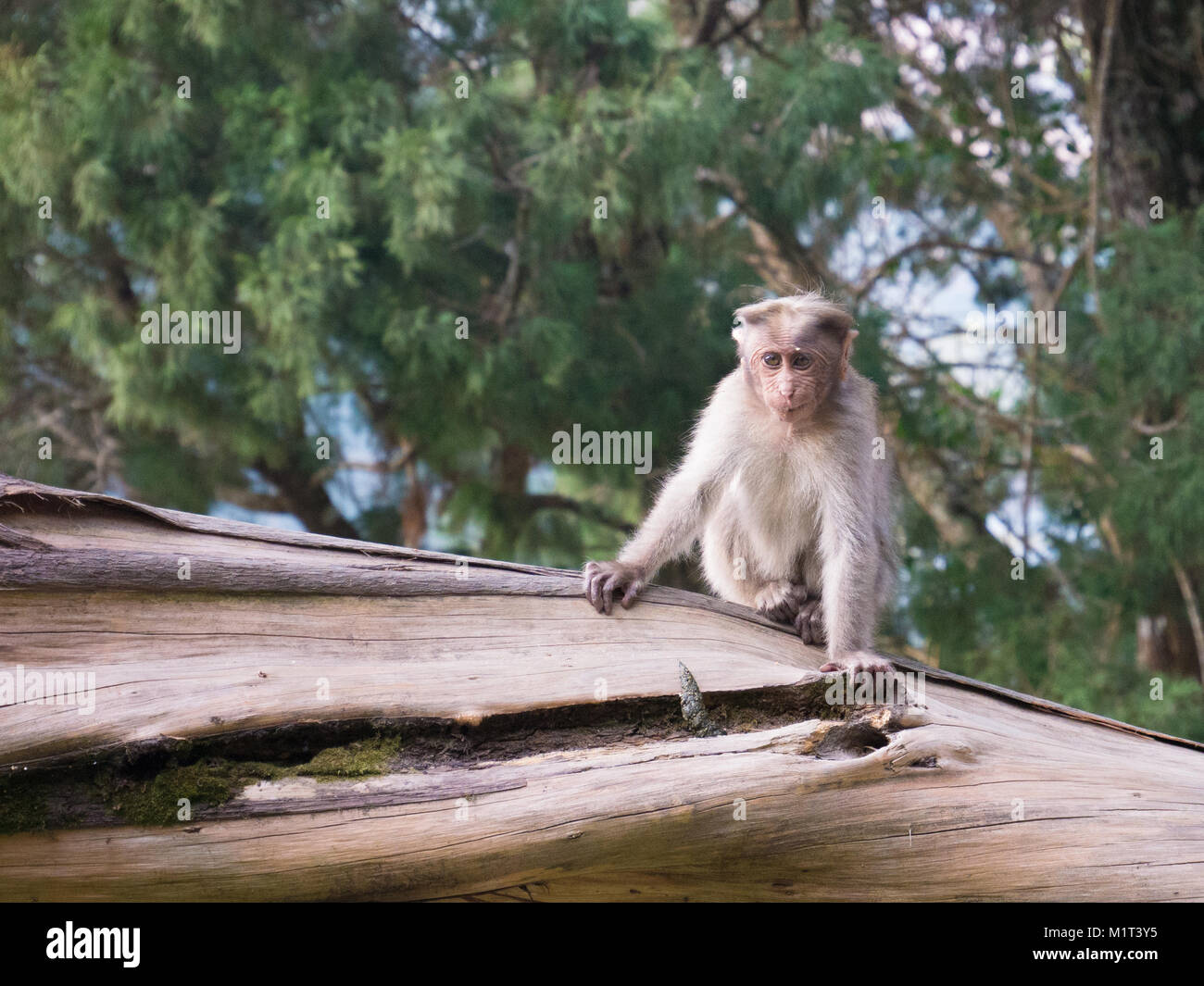 Wild Monkeys near Munnar, Kerala, India Stock Photo - Alamy