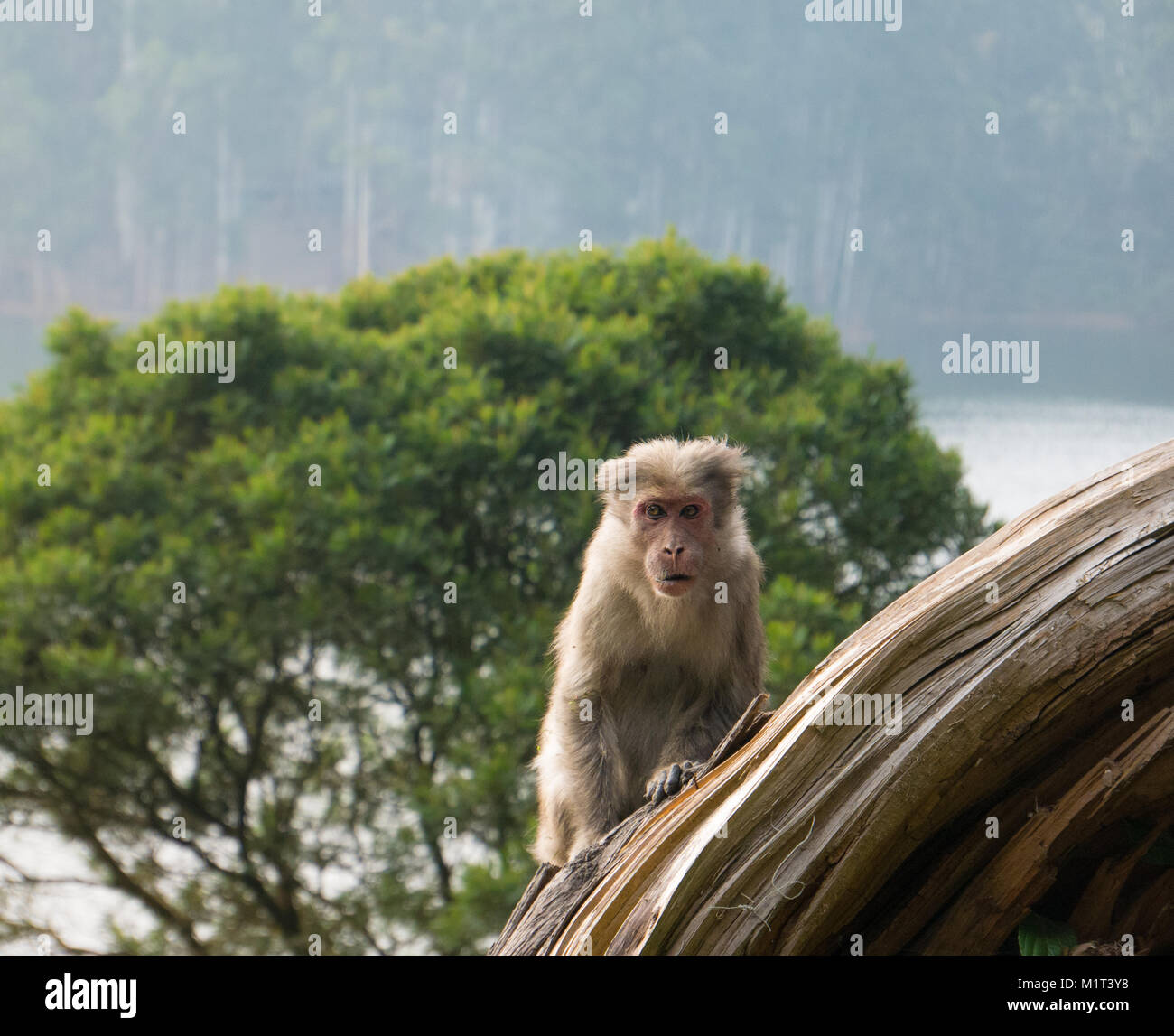 Wild Monkeys near Munnar, Kerala, India Stock Photo - Alamy