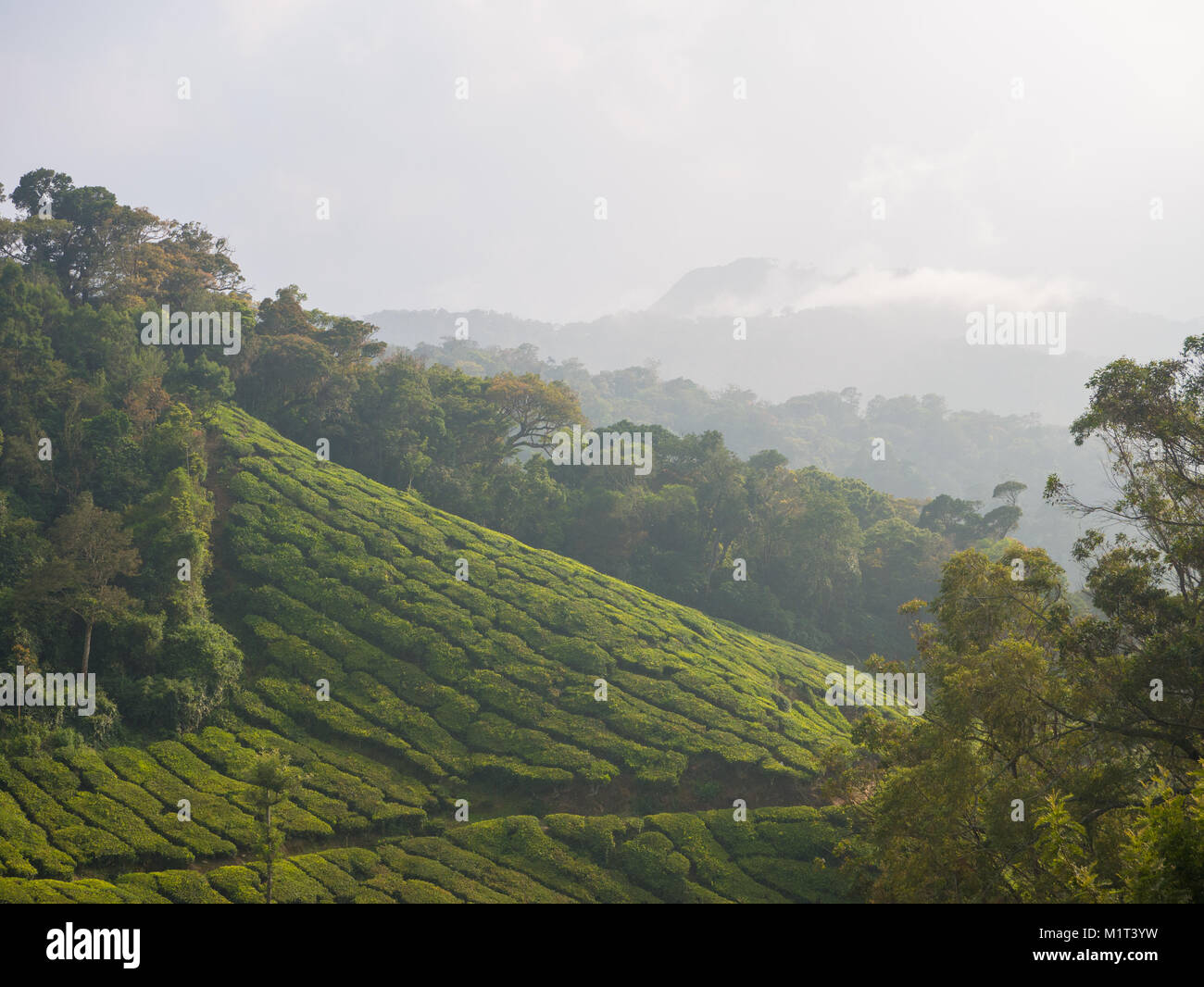 Farm house munnar in kerala hi-res stock photography and images - Alamy