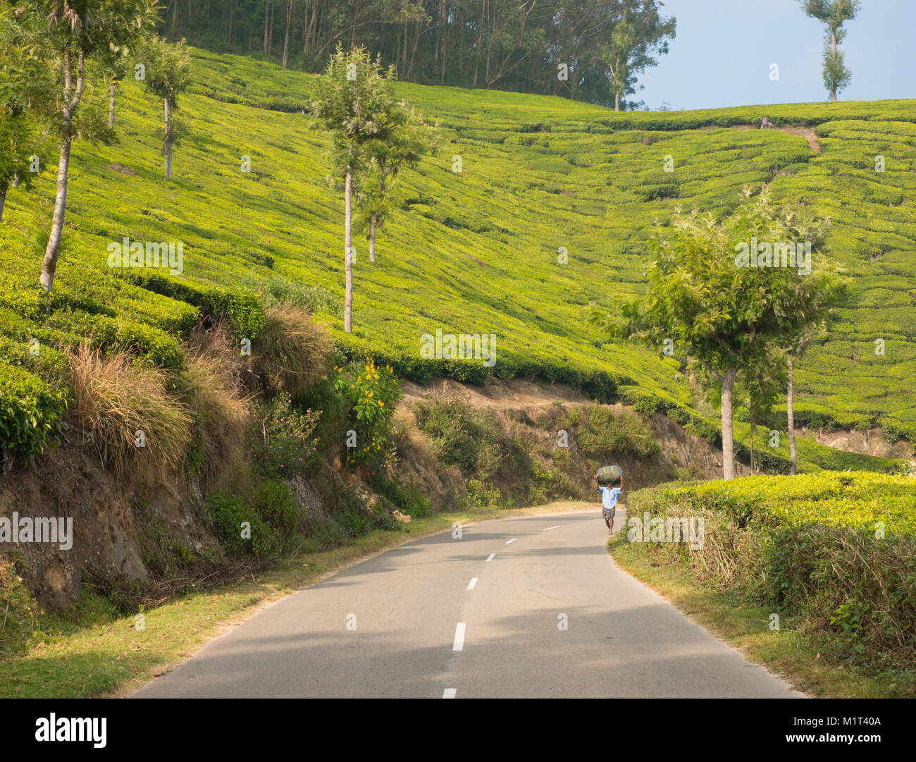 Man carrying tea on a road, Munnar Kerala, India Stock Photo - Alamy