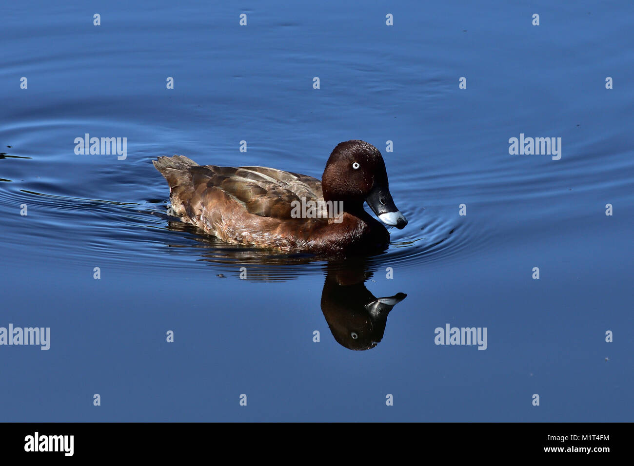 Hardhead High Resolution Stock Photography and Images - Alamy