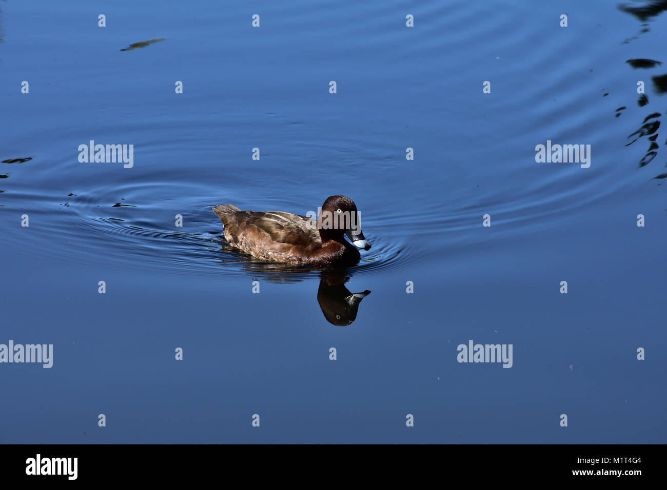 Hardhead High Resolution Stock Photography and Images - Alamy