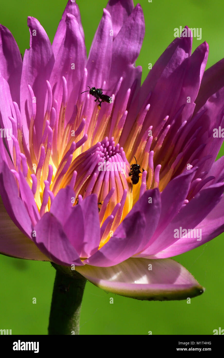 Australian Lily High Resolution Stock Photography and Images - Alamy
