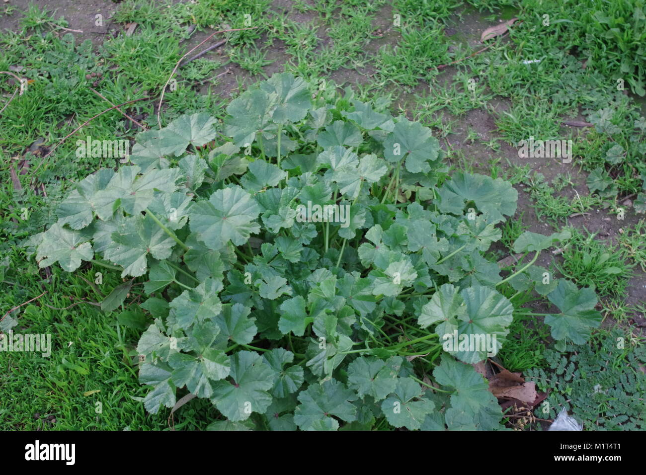 Spontaneous plant of mallow Stock Photo - Alamy