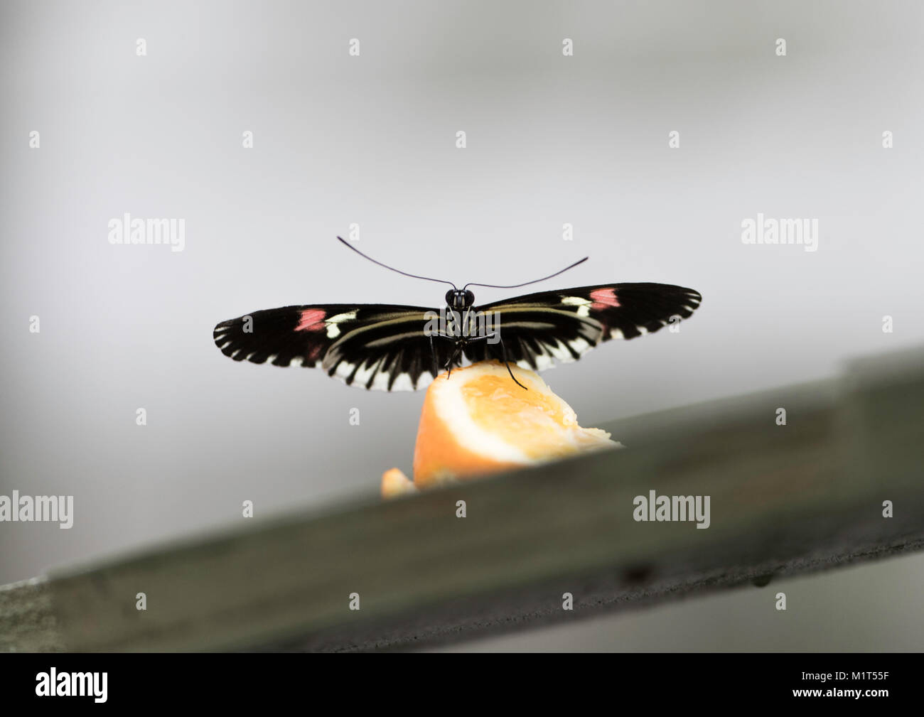 Lancaster butterfly house hi-res stock photography and images - Alamy
