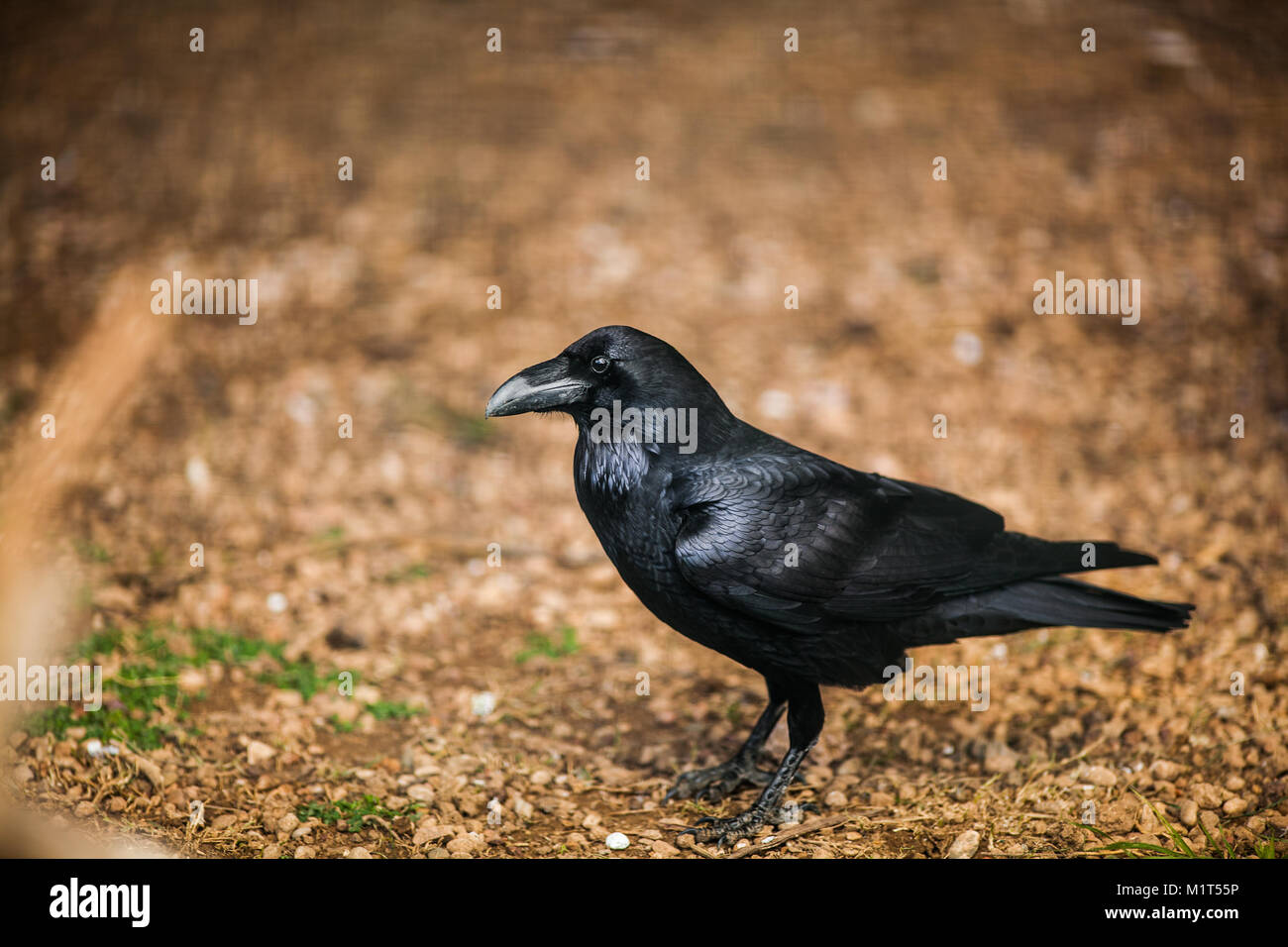 Crows Eye High Resolution Stock Photography and Images - Alamy