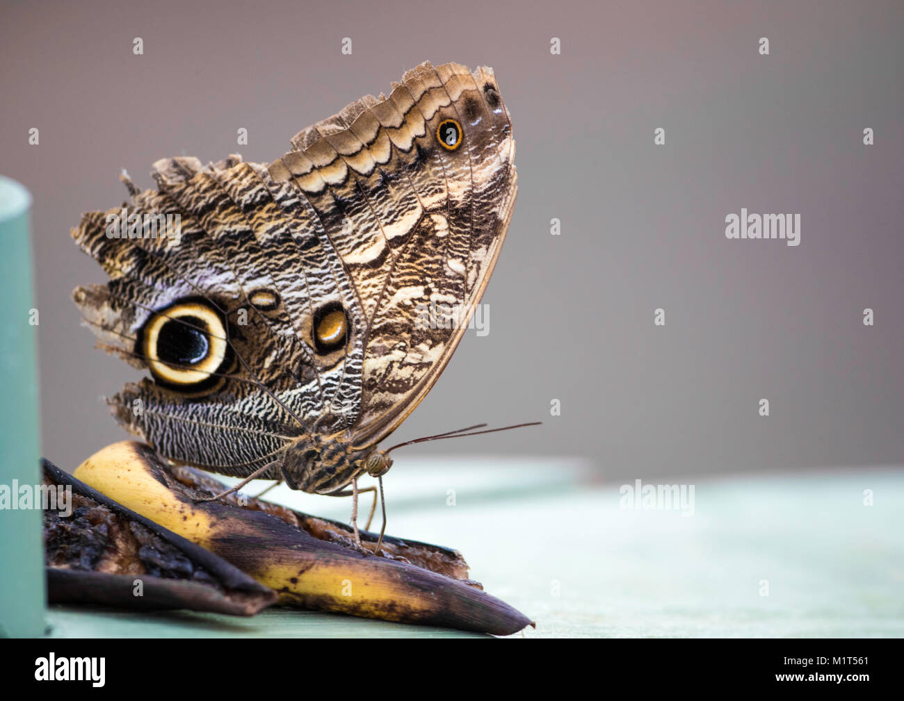 Purple Horned Winged Lizard