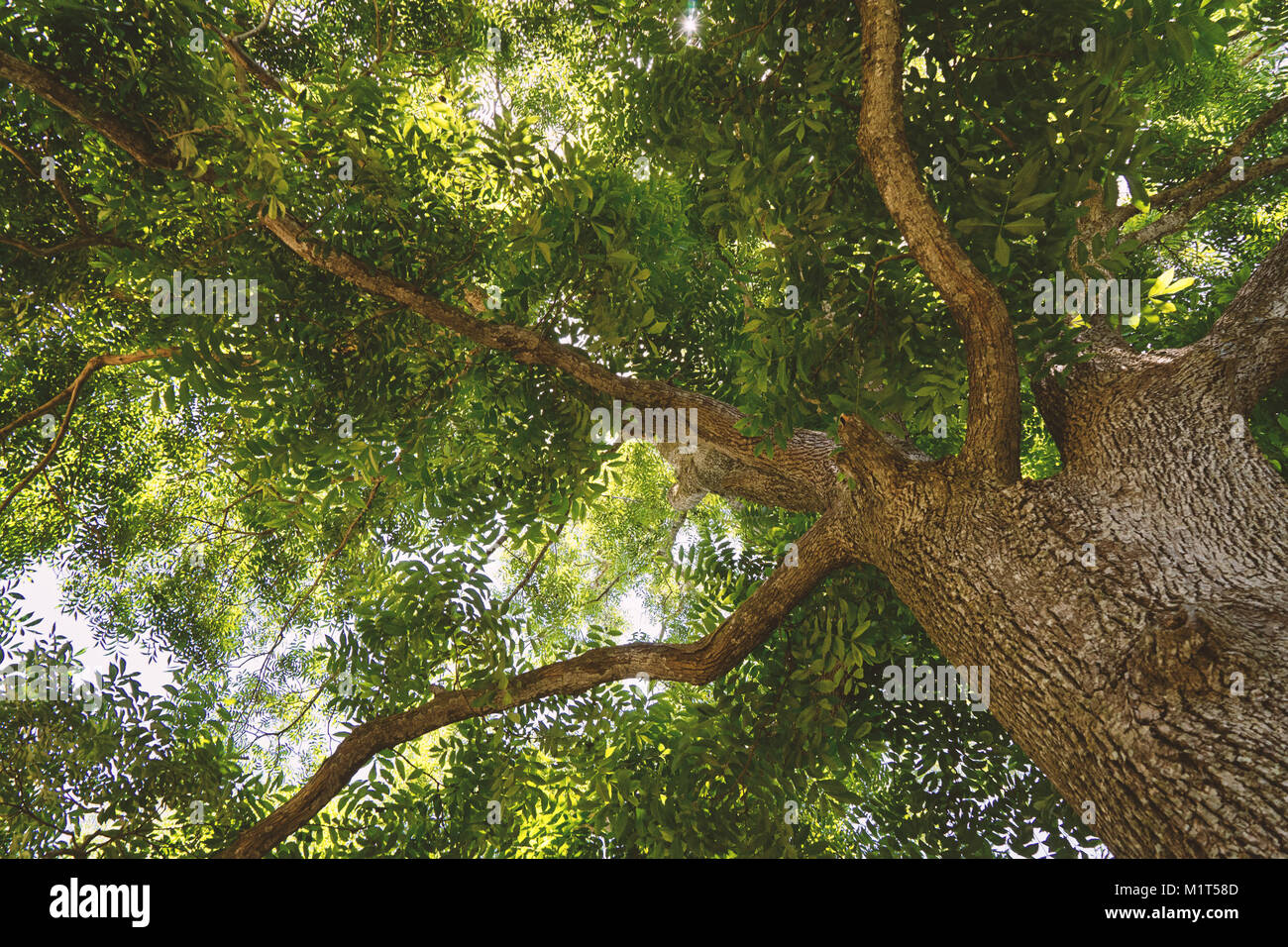 Bark old acacia tree hi-res stock photography and images - Alamy