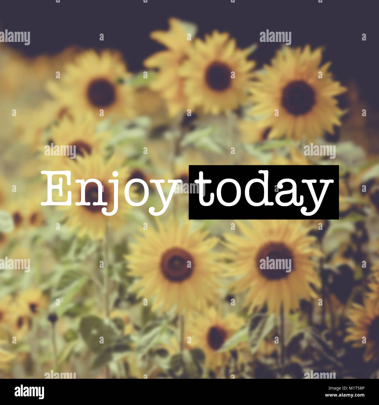Inspirational motivation quote with phrase Enjoy today, Sunflowers ...