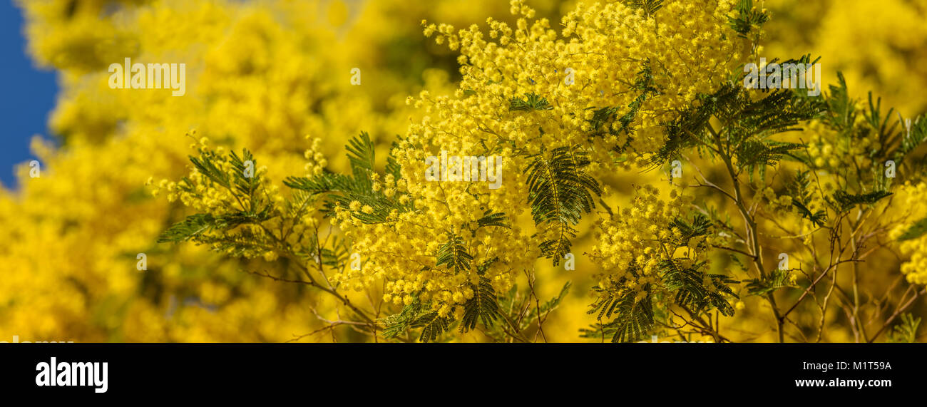 Yellow blooming of mimosa tree in spring. Long wide banner Stock Photo ...