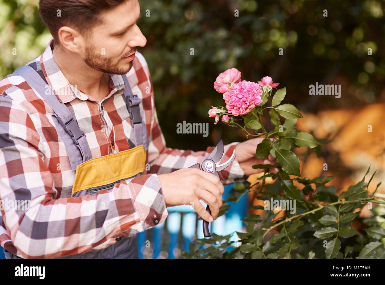 Gardener with pruning shears pruning flower Stock Photo - Alamy