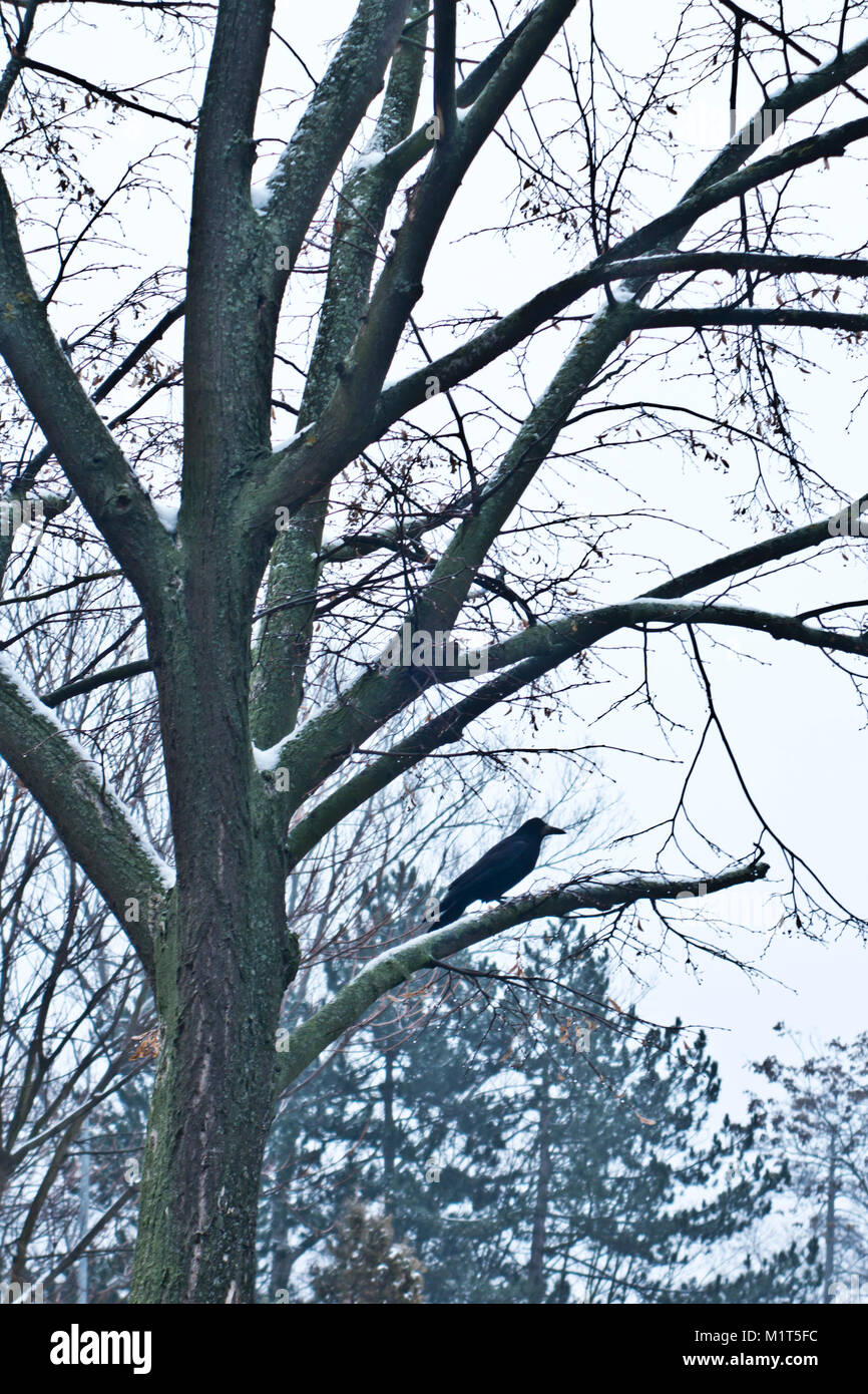 Carrion crow standing on a tree branch covered with snow, in winter ...